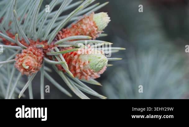 Extreme close up of new growth pine cones on a blue spruce tree branch ...