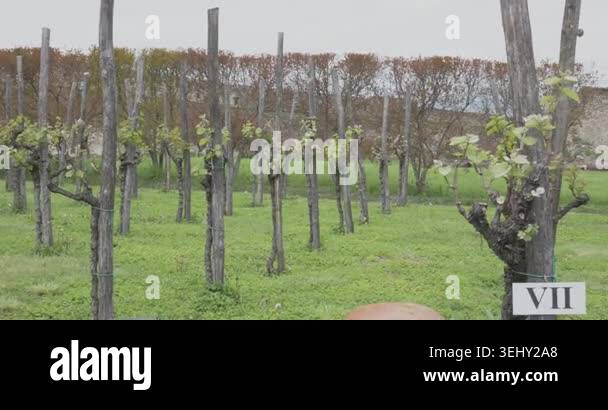 Rows of budding spring vines supported by wooden stakes in a rustic ...