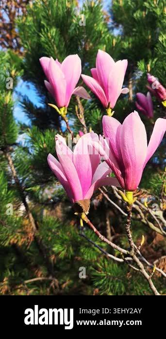 Close up of pink magnolia blossoms on tree branches with green pine ...