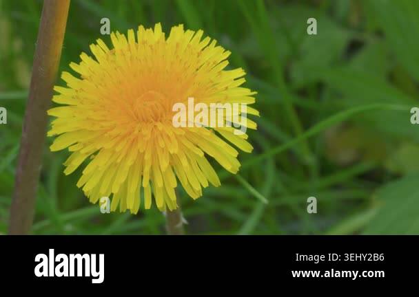 Vibrant yellow dandelion flower blooming in lush green grass with ...