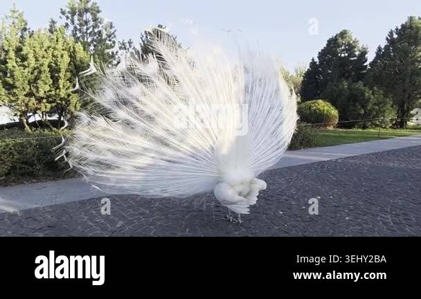 White peacock displaying full tail feathers to a female during mating ...