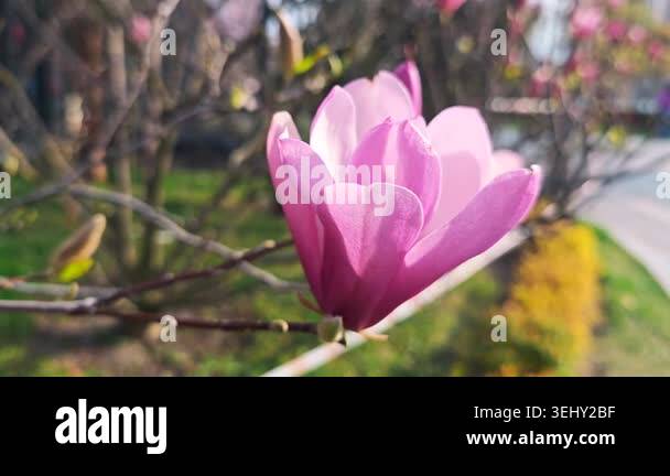 Close up of pink magnolia blossoms on tree branches with green pine ...