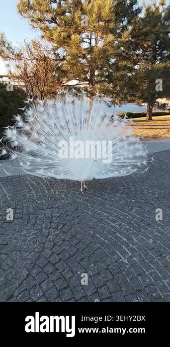 White peacock displaying full tail feathers to a female during mating ...