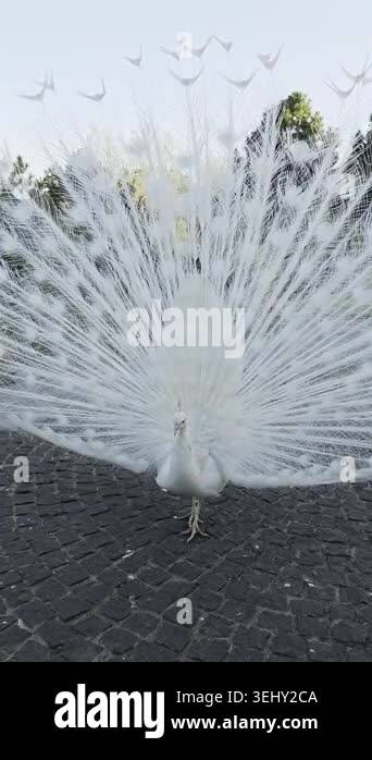 White peacock displaying full tail feathers to a female during mating ...