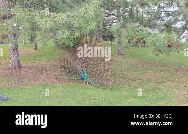Peacock male with fully spread vibrant tail to a female during mating ...