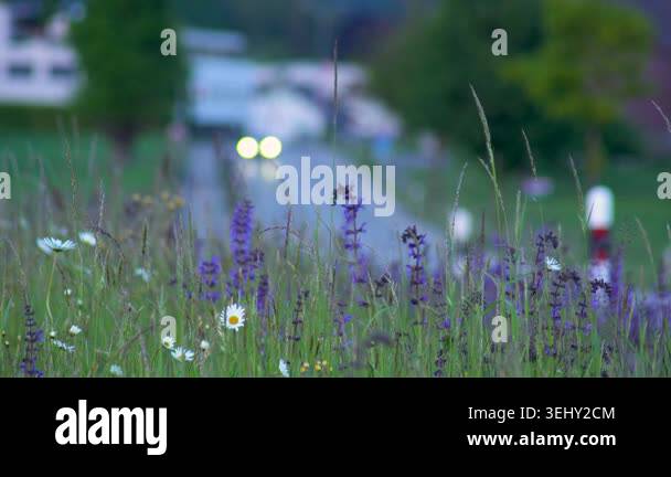 purple flowers in the meadow Stock Video Footage - Alamy