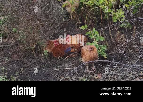 Colorful domestic chickens and a rooster walking freely in the yard ...