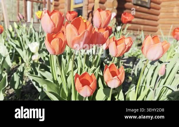 Red tulips blooming in sunny garden near wooden house spring floral ...