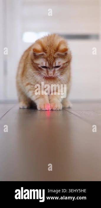 Cute orange tabby cat focuses intensely on a red laser dot. It tracks ...