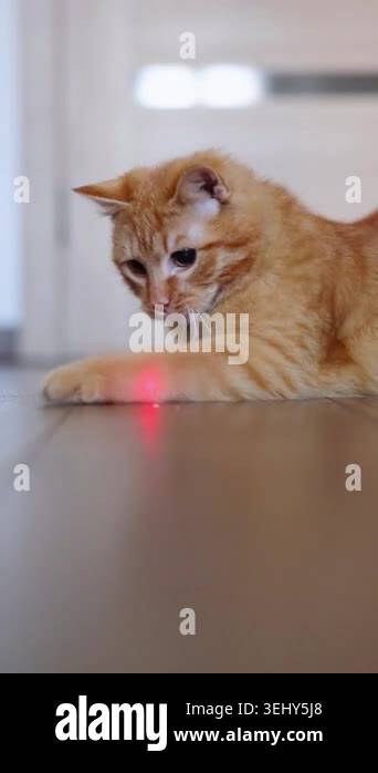 Cute ginger cat hunts red laser dot on wooden floor. Tail raised ...