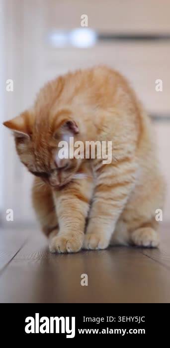 Fluffy ginger cat sits on wooden floor. Cat looks directly at camera ...