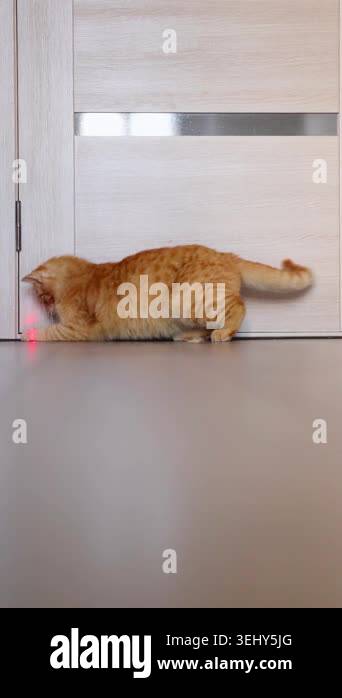 Orange tabby cat chases red laser dot across floor. Cat crouches low ...