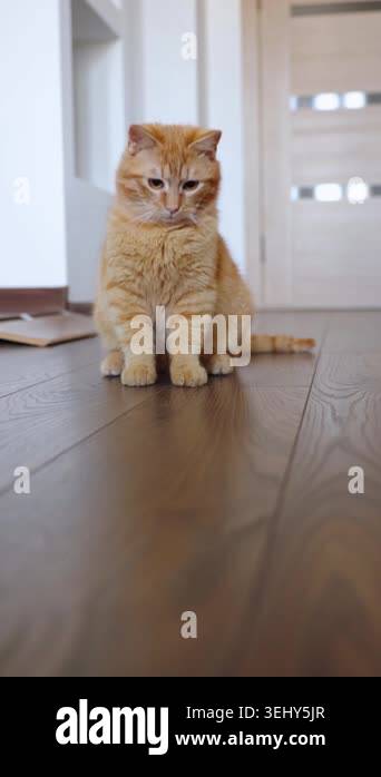 Tiny ginger kitten sits on wooden floor, focused on red laser dot. It ...
