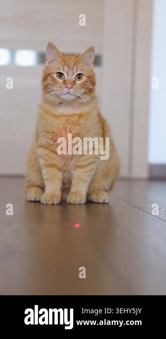 Cute ginger cat focuses intensely on a red laser dot on floor. It ...