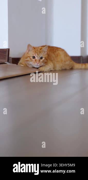 Orange tabby cat watches laser dot on floor. Cat pounces and walks ...