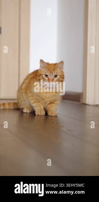 Adorable ginger cat sits on wooden floor. Cat looks directly at camera ...