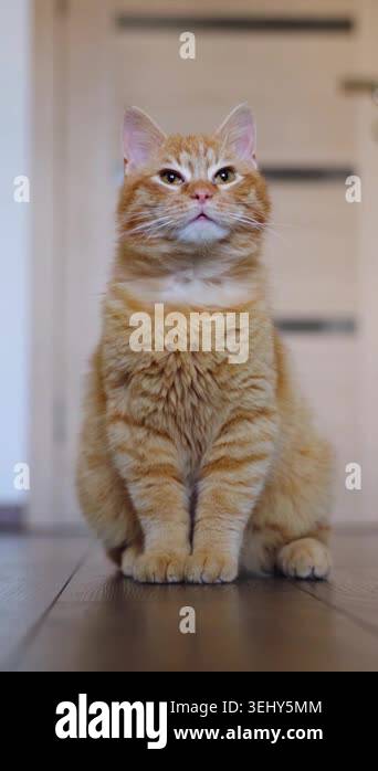 Cute orange tabby cat sits upright, gazing upward with curious eyes ...