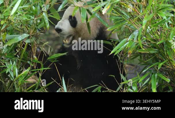 One giant panda eating bamboo in the forest Stock Video Footage - Alamy