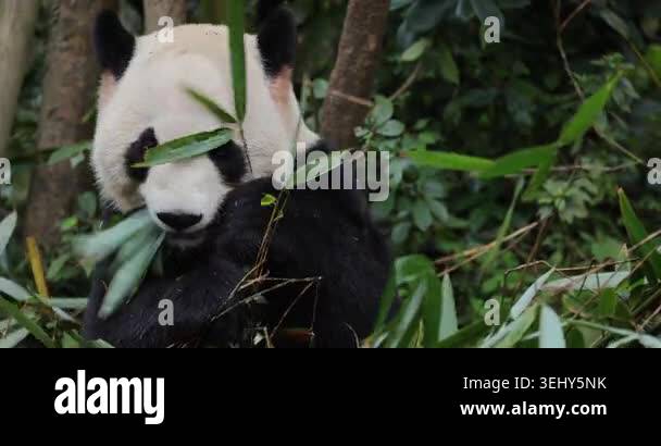 One giant panda eating bamboo in the forest Stock Video Footage - Alamy