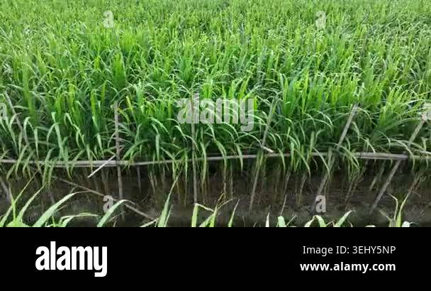 Aerial footage of sugarcane plants growing at field Stock Video Footage ...