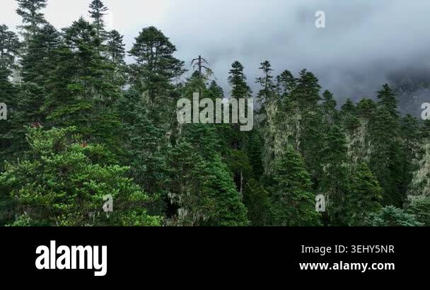 Aerial view of beautiful high altitude mountain forest and river ...