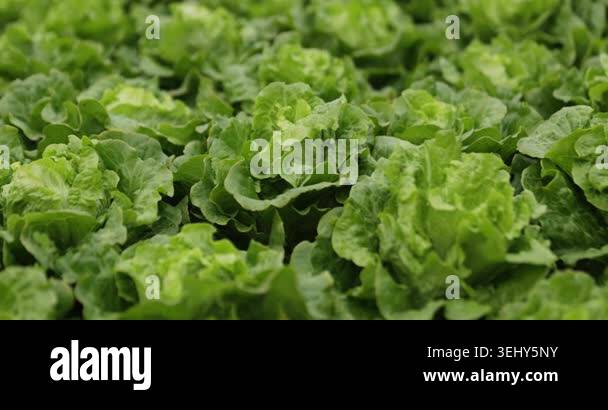 Chinese cabbage crops growing at field Stock Video Footage - Alamy