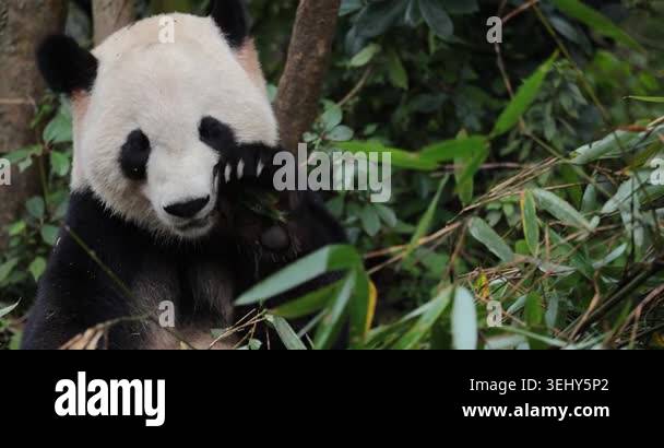 One giant panda eating bamboo in the forest Stock Video Footage - Alamy