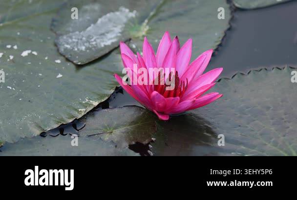 Beautiful pink lotus flower with green leaves in pond Stock Video ...
