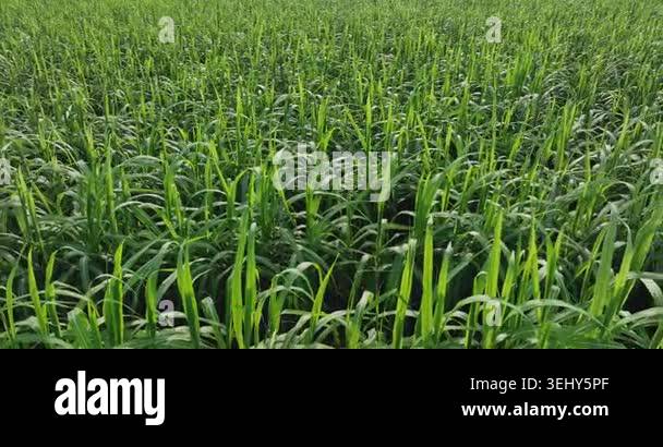 Aerial footage of sugarcane plants growing at field Stock Video Footage ...