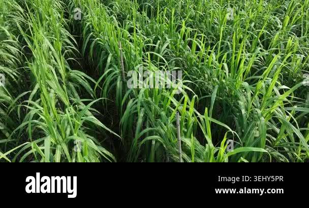 Aerial footage of sugarcane plants growing at field Stock Video Footage ...