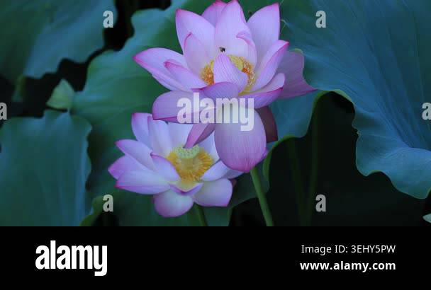 Beautiful pink lotus flower with green leaves in pond Stock Video ...