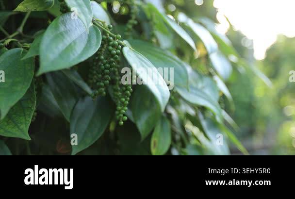 Black pepper fruits grow on tree in garden Stock Video Footage - Alamy