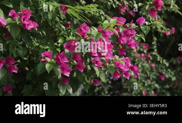 Beautiful blooming bougainvillea flowers in summer Stock Video Footage ...