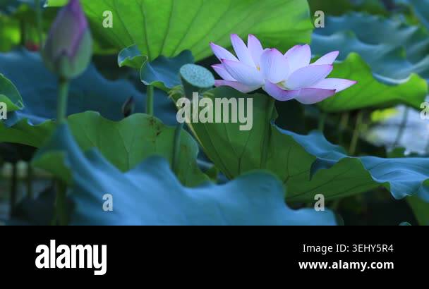 Beautiful pink lotus flower with green leaves in pond Stock Video ...