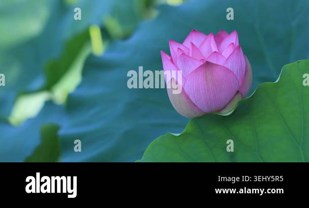 Beautiful pink lotus flower with green leaves in pond Stock Video ...