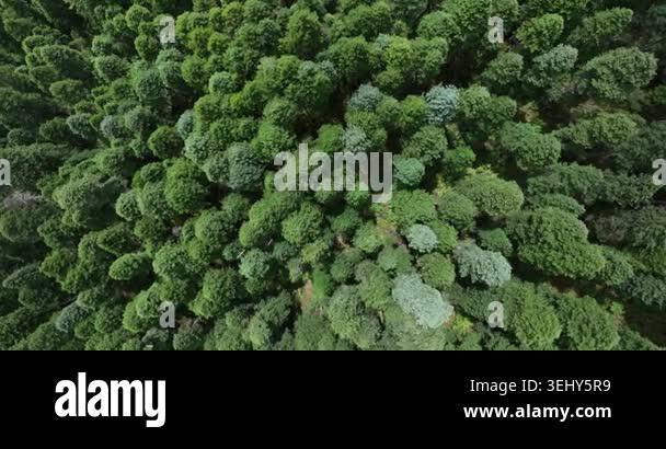 Aerial view of beautiful high altitude mountain forest and river ...