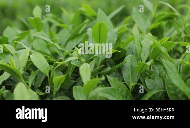 Green tea shoots grow in spring, China Stock Video Footage - Alamy