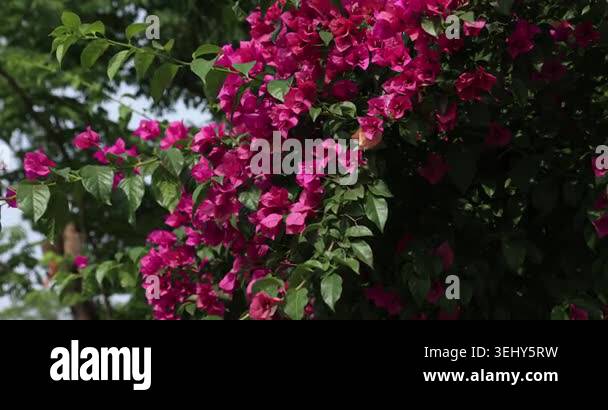 Beautiful blooming bougainvillea flowers in summer Stock Video Footage ...