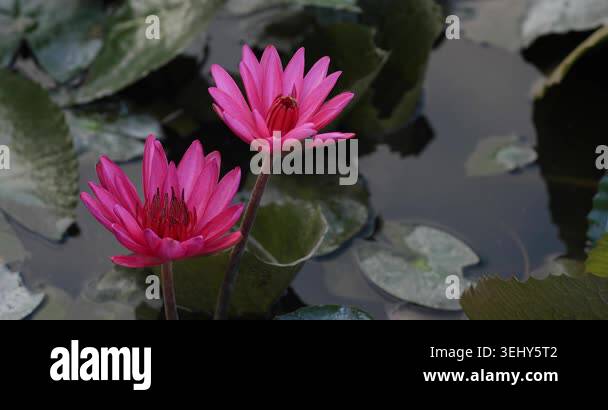 Beautiful pink lotus flower with green leaves in pond Stock Video ...
