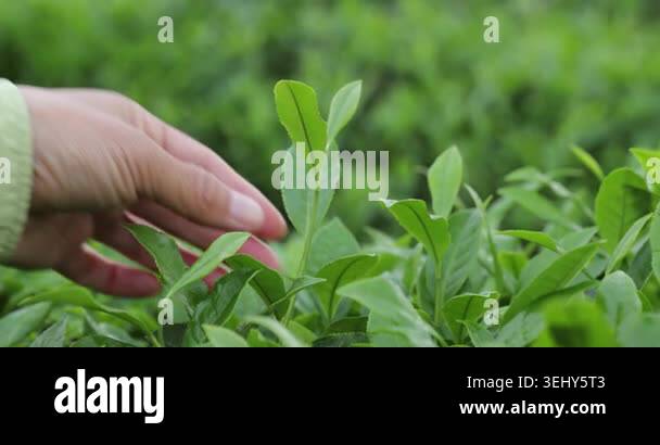 Hand touch green tea shoots grow in spring, China Stock Video Footage ...