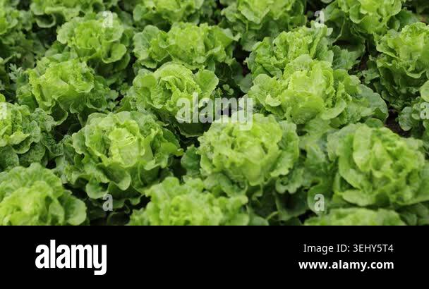 Chinese cabbage crops growing at field Stock Video Footage - Alamy