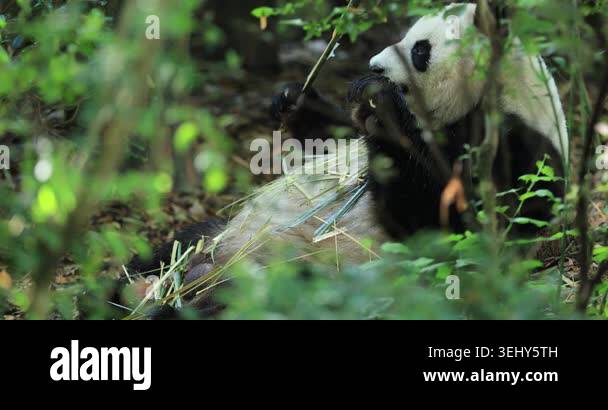 One giant panda eating bamboo in the forest Stock Video Footage - Alamy