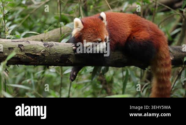 One red panda in the forest Stock Video Footage - Alamy
