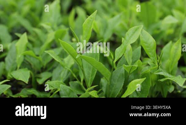 Green tea shoots grow in spring, China Stock Video Footage - Alamy