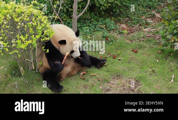 One giant panda eating bamboo in the forest Stock Video Footage - Alamy