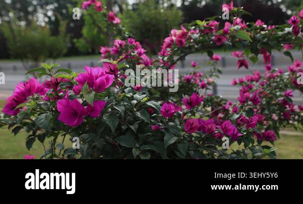 Beautiful blooming bougainvillea flowers in summer Stock Video Footage ...