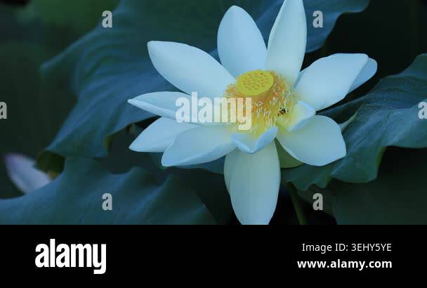 Beautiful pink lotus flower with green leaves in pond Stock Video ...
