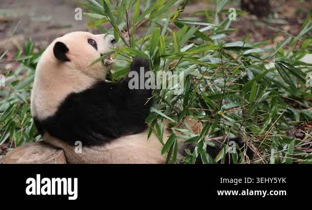 One giant panda eating bamboo in the forest Stock Video Footage - Alamy