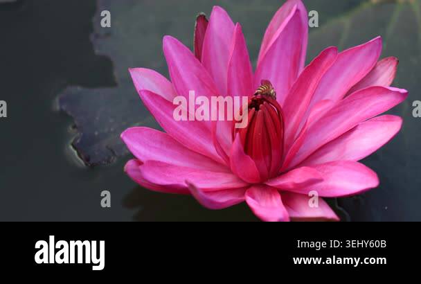 Beautiful pink lotus flower with green leaves in pond Stock Video ...
