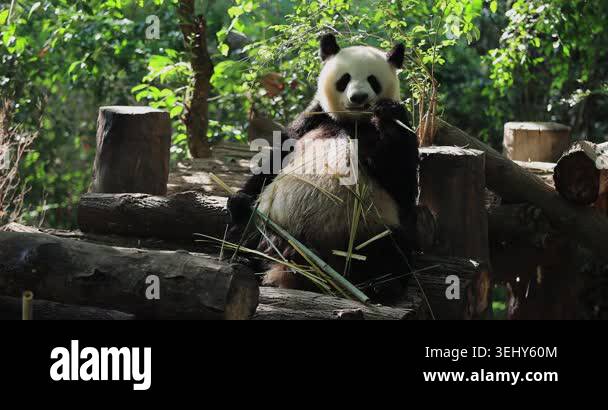 One giant panda eating bamboo in the forest Stock Video Footage - Alamy
